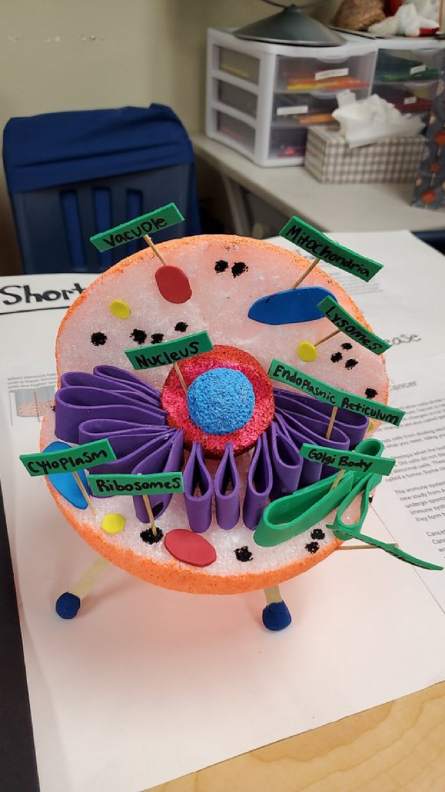 See 33 List About Plant Cell Project Ideas 6Th Grade Your Friends Did 